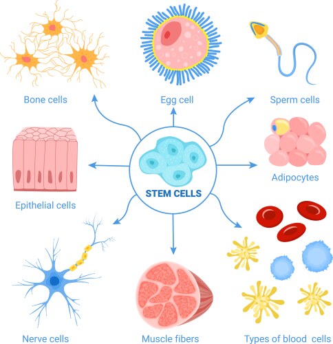 Human cells bacteria set Royalty Free Vector Image