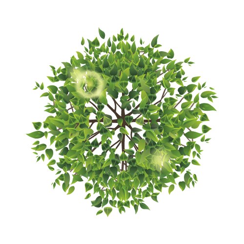 Trees top view Royalty Free Vector Image - VectorStock