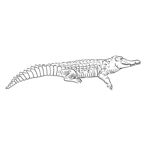 Outline Crocodile Vector Images (over 2,900)