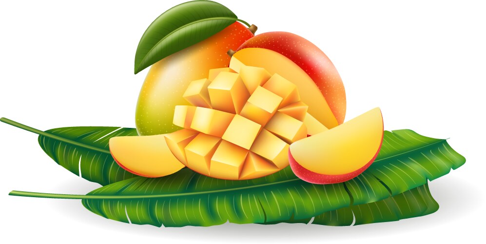 Mango tree Vector Images & Graphics for Commercial Use | VectorStock