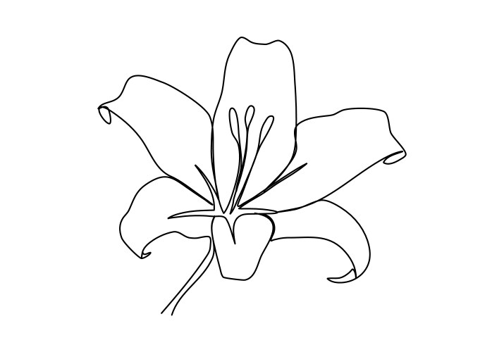 Flower one line drawing Royalty Free Vector Image