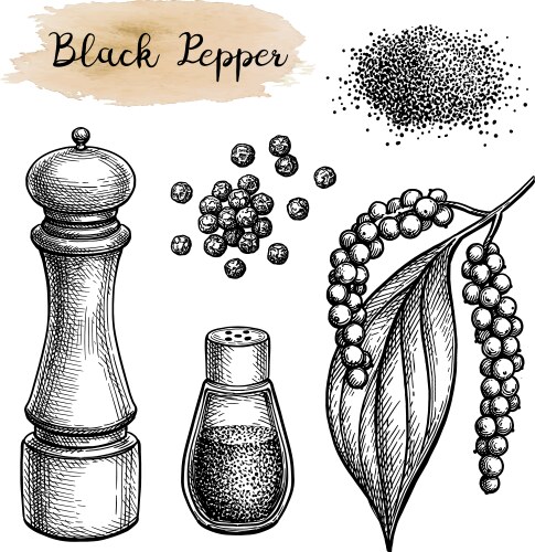 Pepper Vector Images (over 130,000)