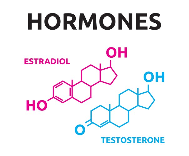 Hormones produced ovaries human endocrine Vector Image