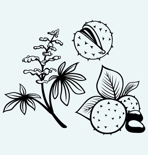 Chestnut flower on white Royalty Free Vector Image