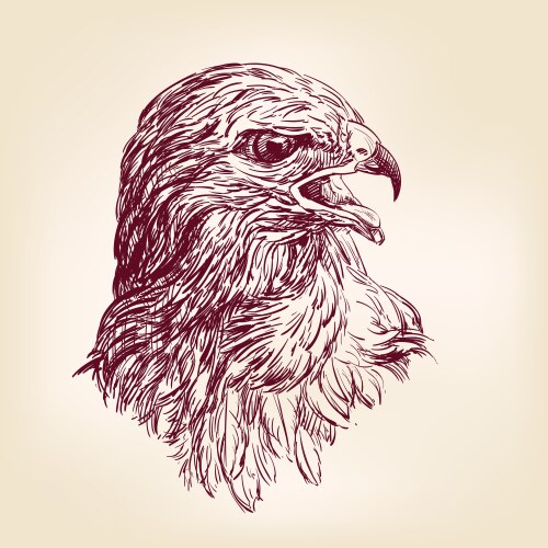 Hawk head line Royalty Free Vector Image - VectorStock