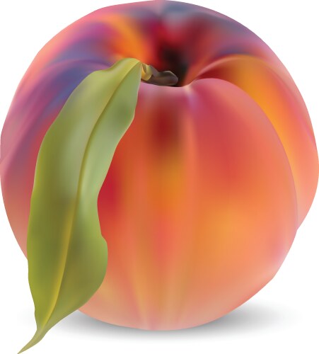 Peach Vector Images (over 39,000)