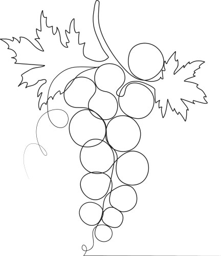 Grape Vine Line Drawing Vector Images (over 1,200)