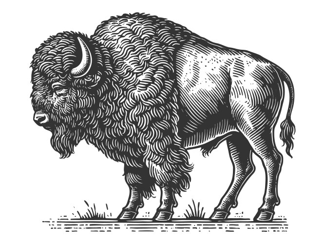 Buffalo engraving sketch Royalty Free Vector Image