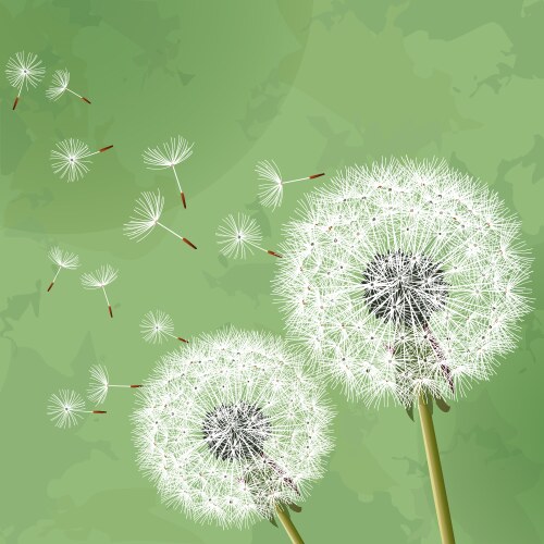 Dandelion Vector Images (over 13,000)