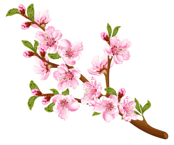 Peach Flower Vector Images (over 5,700)