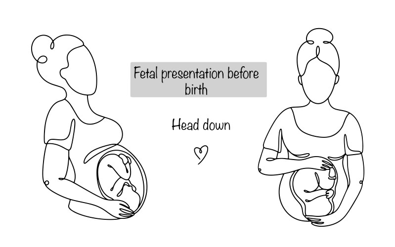 Fetal Position Vector Images (over 220)