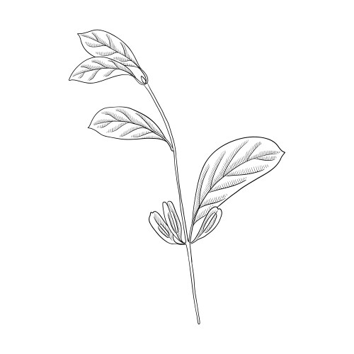 Rubber Tree Vector Images (over 4,700)