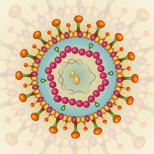 Diagram of hepatitis b virus particle structure Vector Image