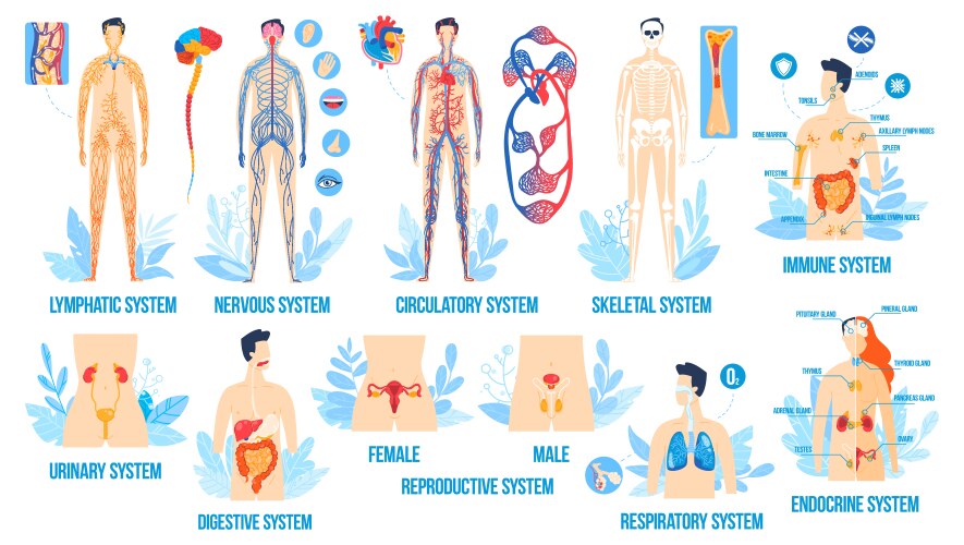 Body Systems Vector Images (over 46,000)