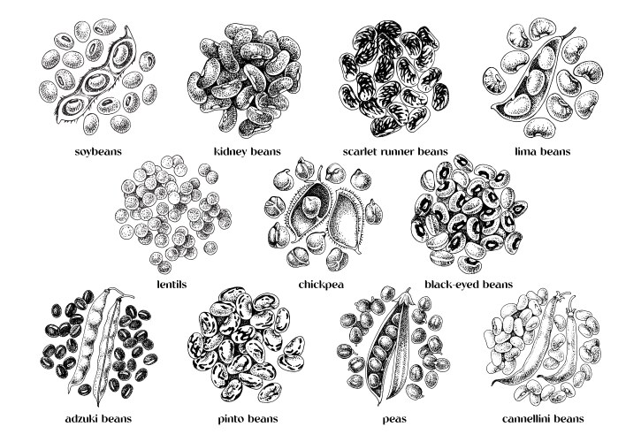 Set of different legumes Royalty Free Vector Image