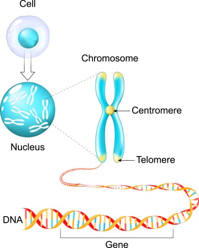 Telomeres cell structure Royalty Free Vector Image