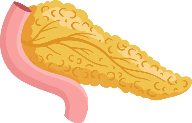 Pancreas Vector Images (over 6,400)