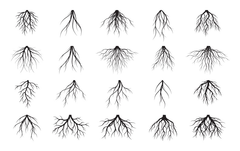 Set tree roots outline plant Royalty Free Vector Image