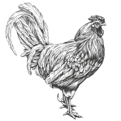 Chicken Vector Images (over 220,000)