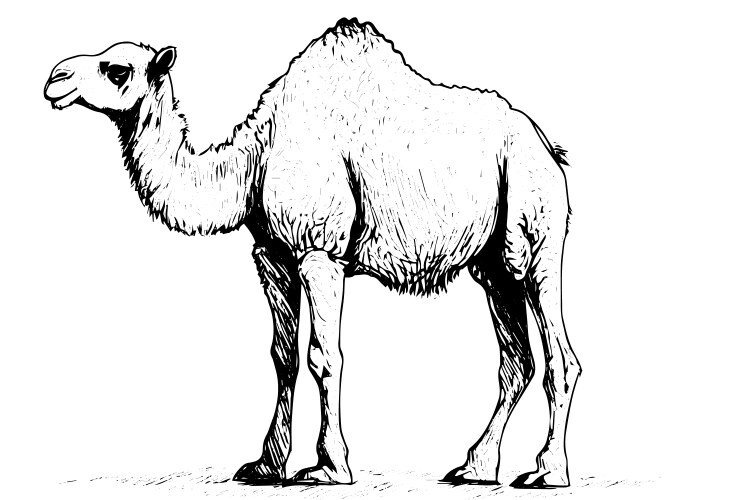 Black Camel Vector Images (over 9,000)