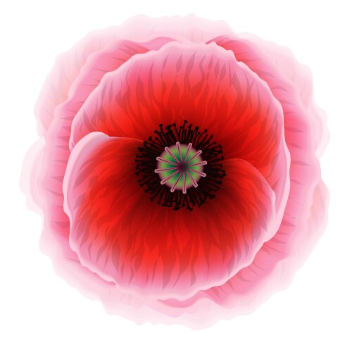 Poppy Vector Images (over 22,000)