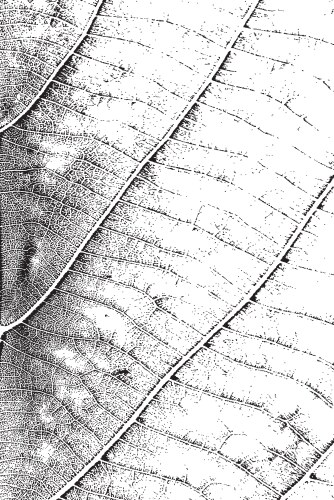 Leaf texture overlay vertical Royalty Free Vector Image