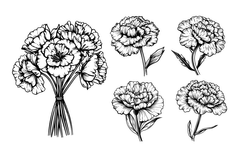 Carnation Vector Images (over 7,900)