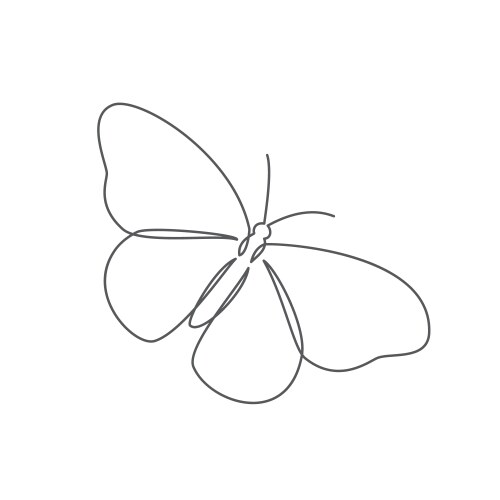 Butterfly Line Drawing Vector