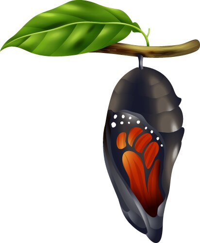 Butterfly Life Cycle - Larva to Butterfly Vector Image