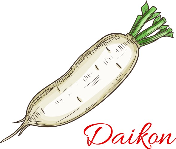 Daikon radish vegetable hand drawing Royalty Free Vector