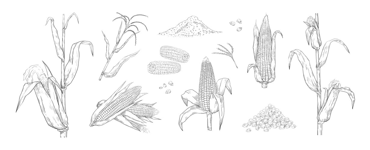 Hand drawn corn sweet maize cobs grains Royalty Free Vector