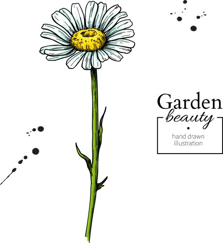 Daisy flower drawing hand drawn floral Royalty Free Vector