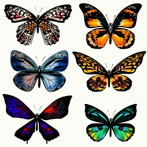 Realistic Butterflies Vector Images (over 6,500)