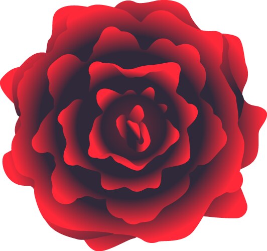 Red rose flower top view isolated on white Vector Image