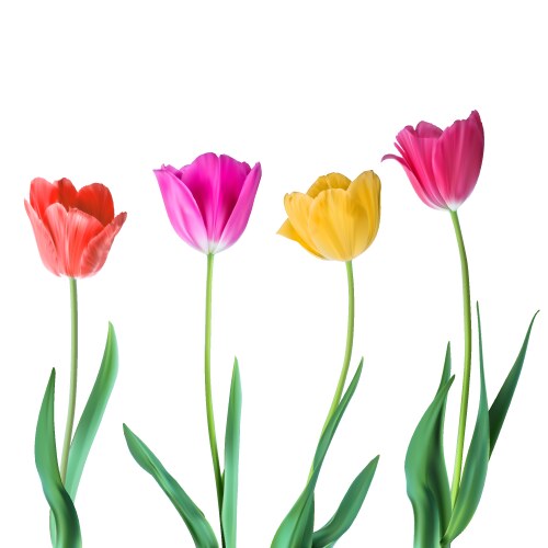 Three pink cartoon tulips Royalty Free Vector Image