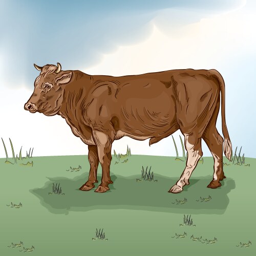 Bull Vector Images (over 77,000)