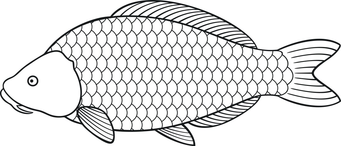 Common Carp Vector Images (over 450)