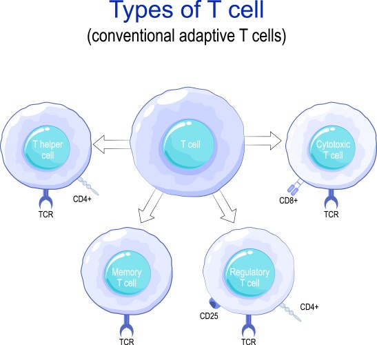 T helper and b-cell receptors on surface of white Vector Image
