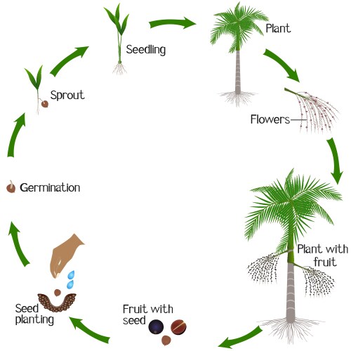 Cycle of growth acai palm tree Royalty Free Vector Image