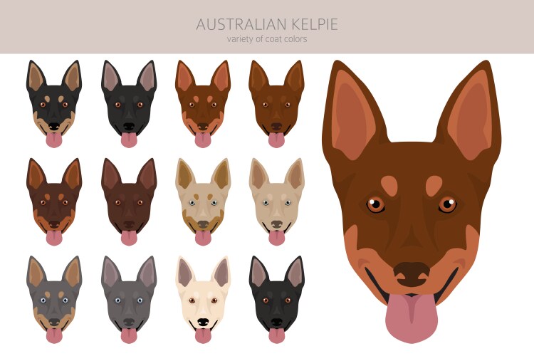 Australian kelpie all colours clipart different Vector Image