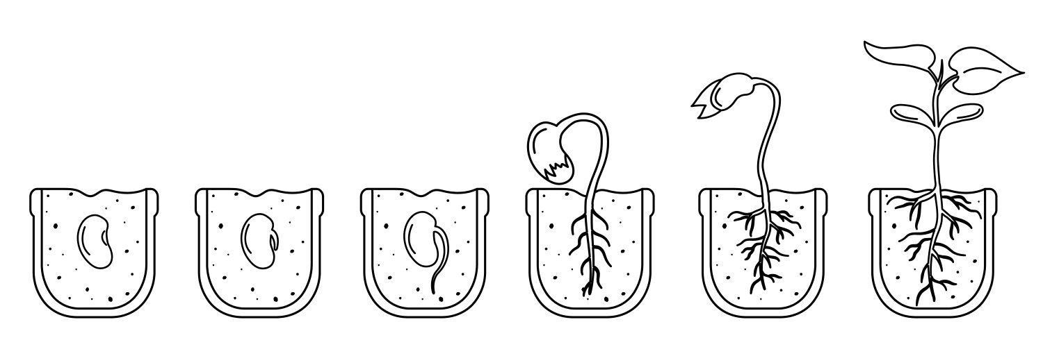 Germination Vector Images (over 4,700)