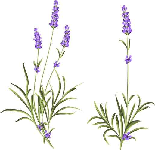 Lavender Vector Images (over 19,000)