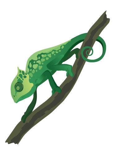 Chameleon lizard reptiles with curved tail Vector Image