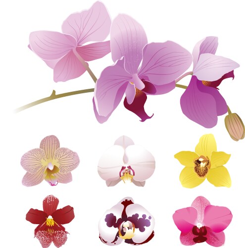 Orchid Vector Images (over 21,000)