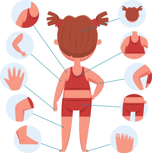 Body parts Royalty Free Vector Image - VectorStock