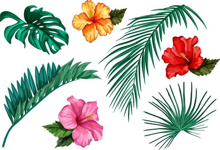 Flowers hibiscus pink monstera palm leaves Vector Image