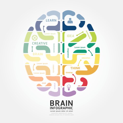 Infographics brain design diagram point style Vector Image