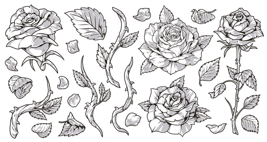 Blooming roses set elements monochrome Royalty Free Vector