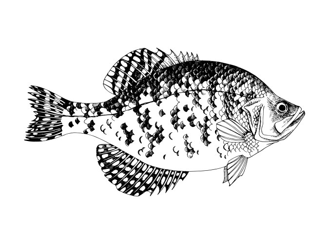 Crappie Vector Images (over 250)