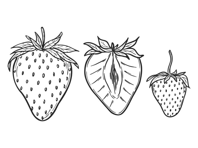 Strawberry line art drawing hand drawn botanical Vector Image